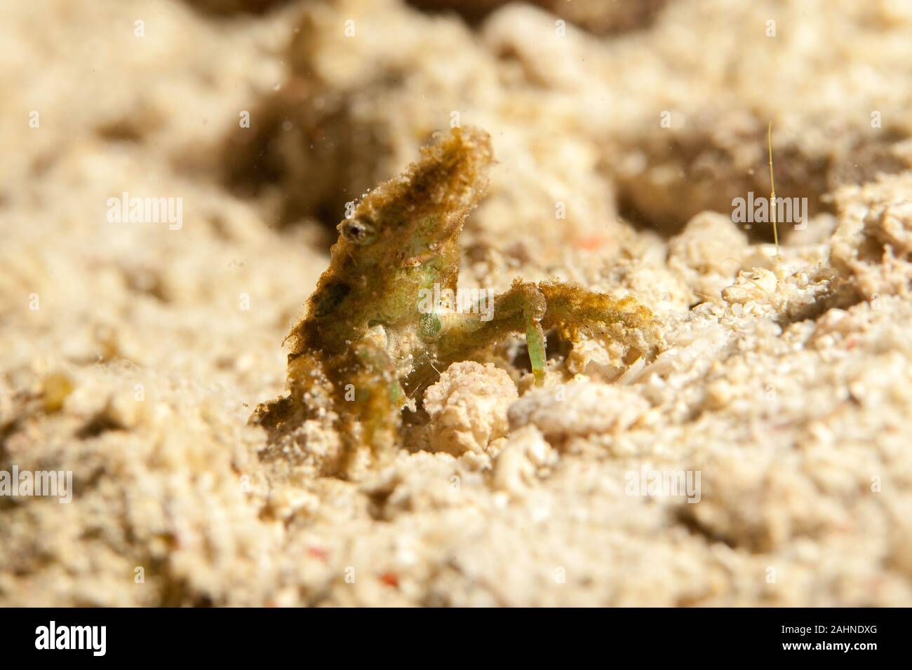 Majoidea, Spider crab Stock Photo - Alamy