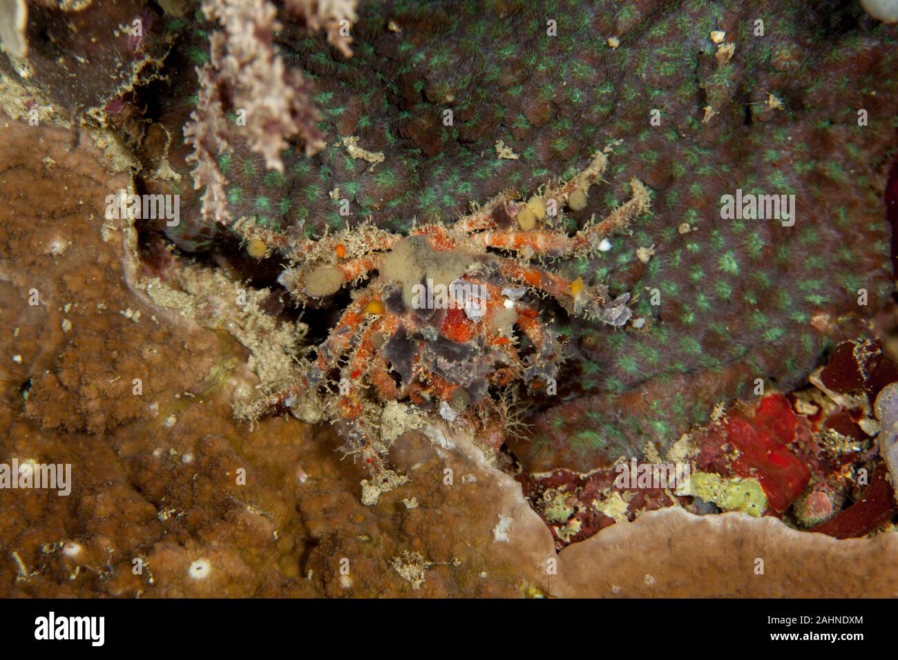 Majoidea, Spider crab Stock Photo - Alamy