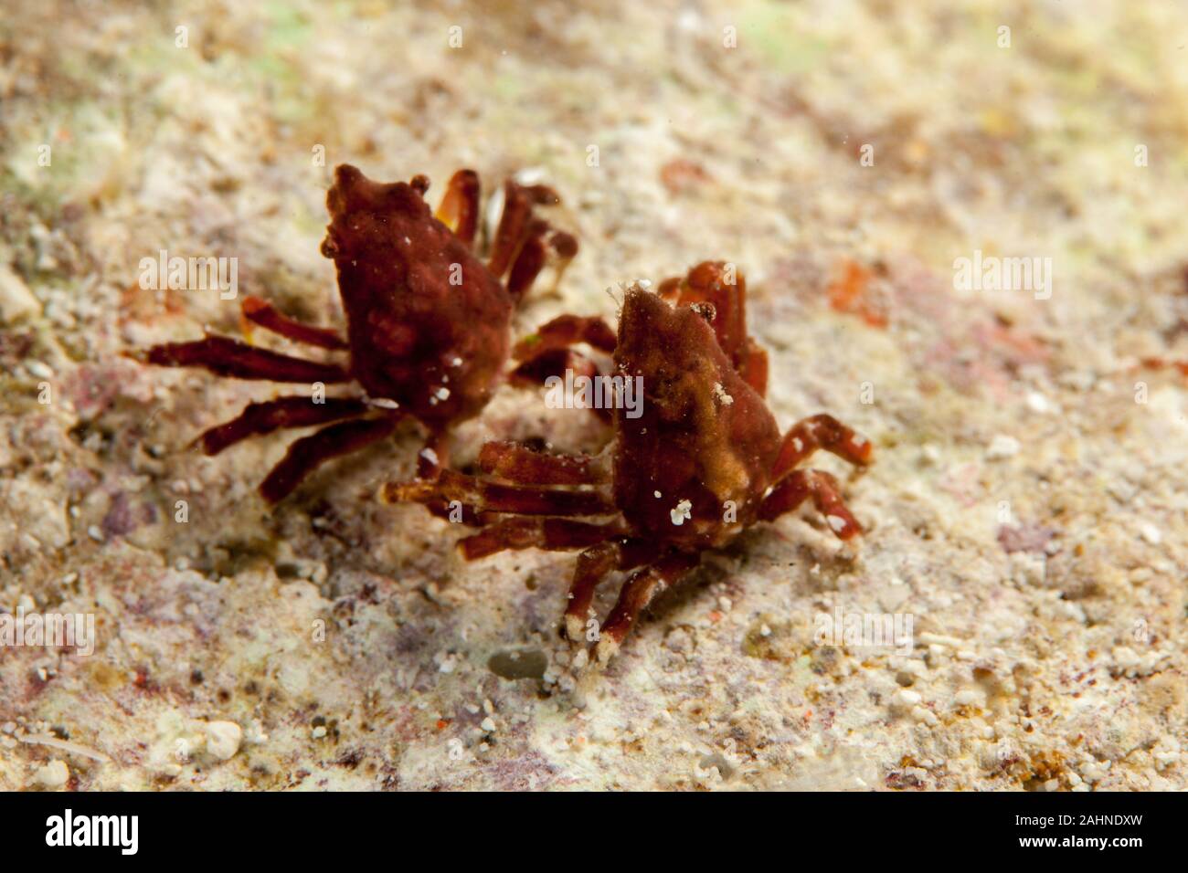 Majoidea, Spider crab Stock Photo - Alamy