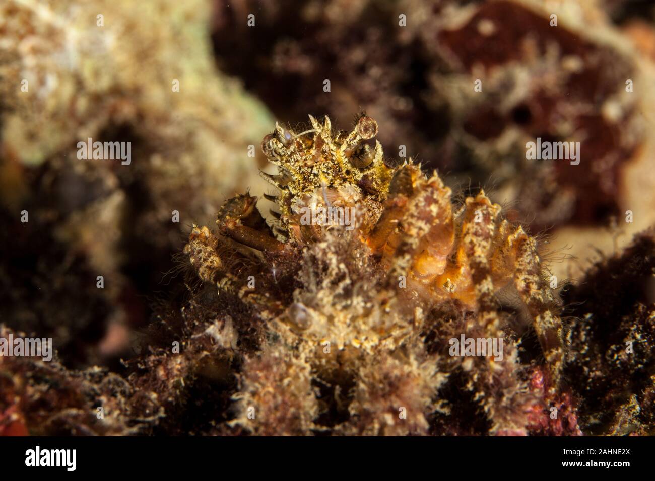 Majoidea, Spider crab Stock Photo - Alamy