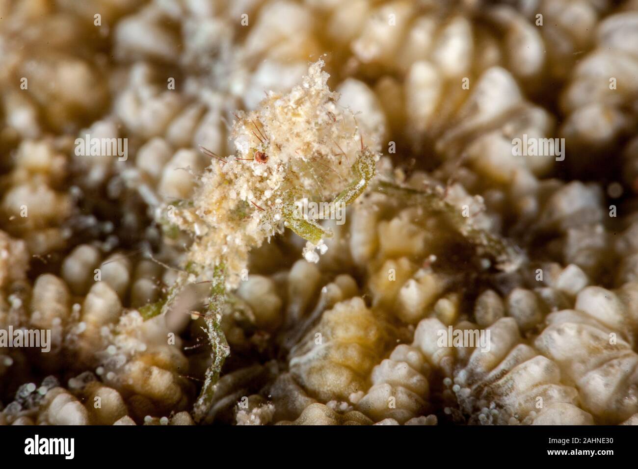 Majoidea, Spider crab Stock Photo - Alamy