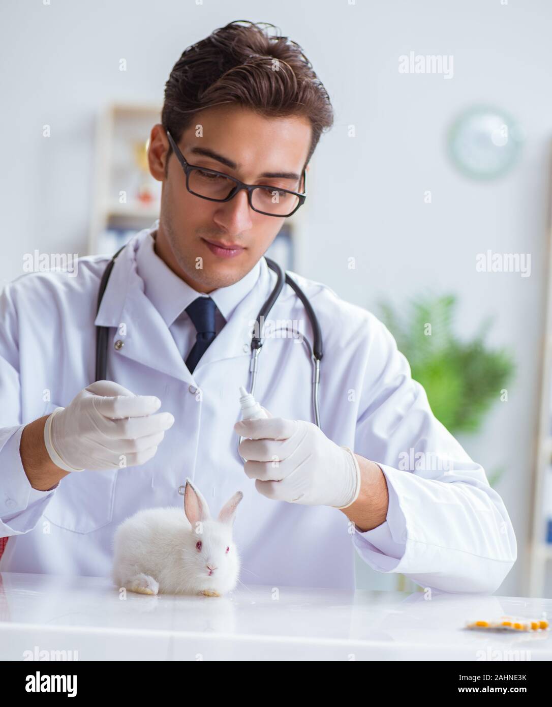 The vet doctor examining rabbit in pet hospital Stock Photo - Alamy