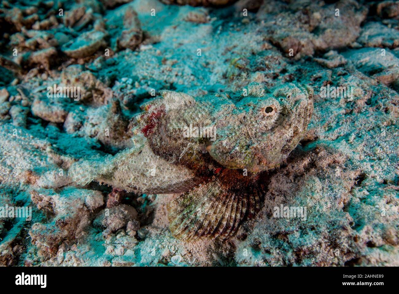 Scorpaenopsis diabolus, the false stonefish or the devil scorpionfish ...