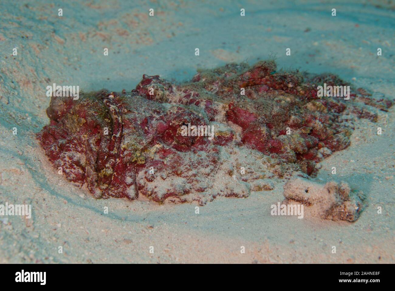 Stonefish mouth hi-res stock photography and images - Alamy
