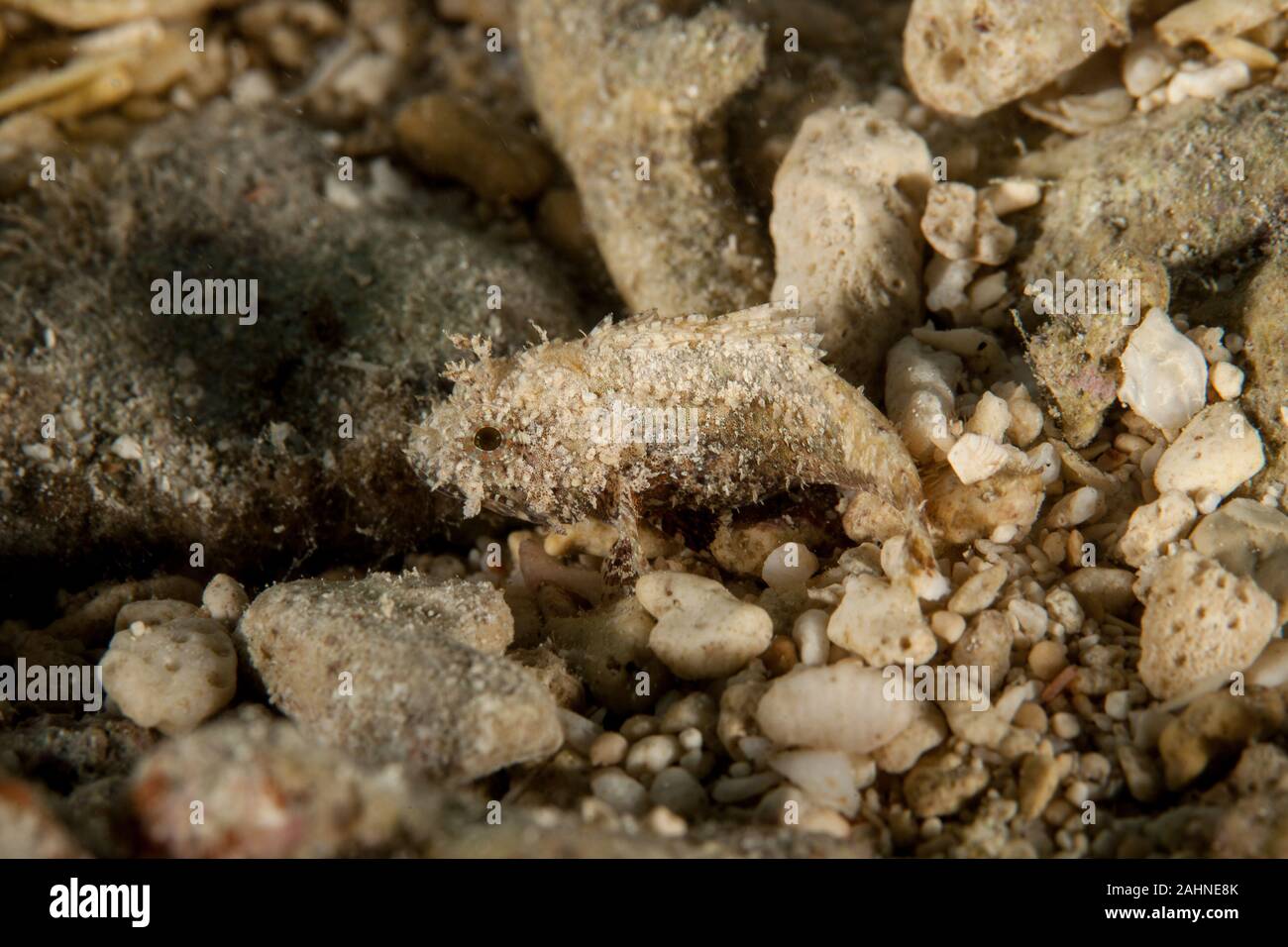 Tiny Juvenile Stonefish, Scorpionfish in the sand Stock Photo - Alamy