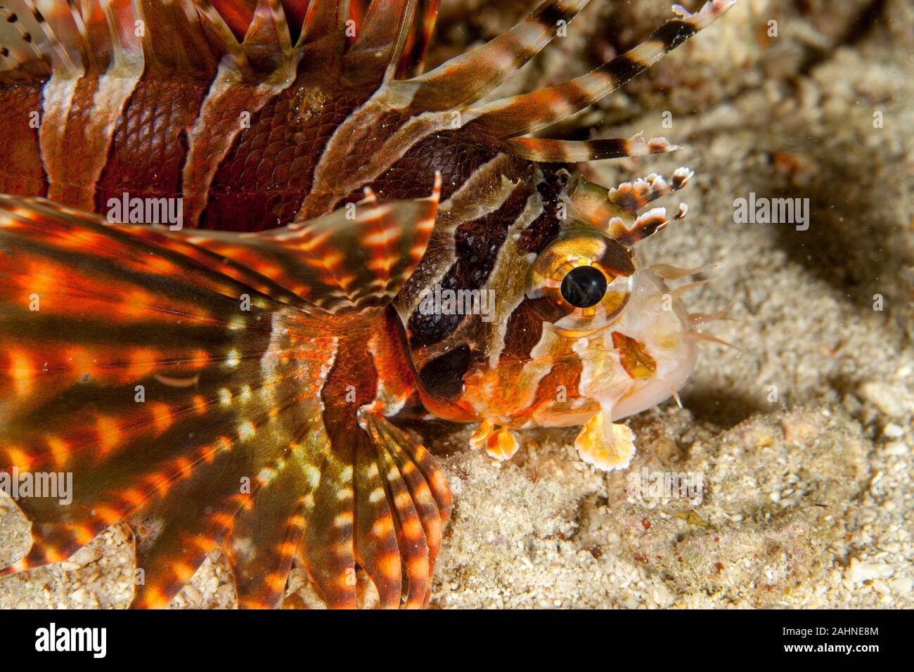 Scorpaenidae (also known as scorpionfish) are a family of mostly marine ...