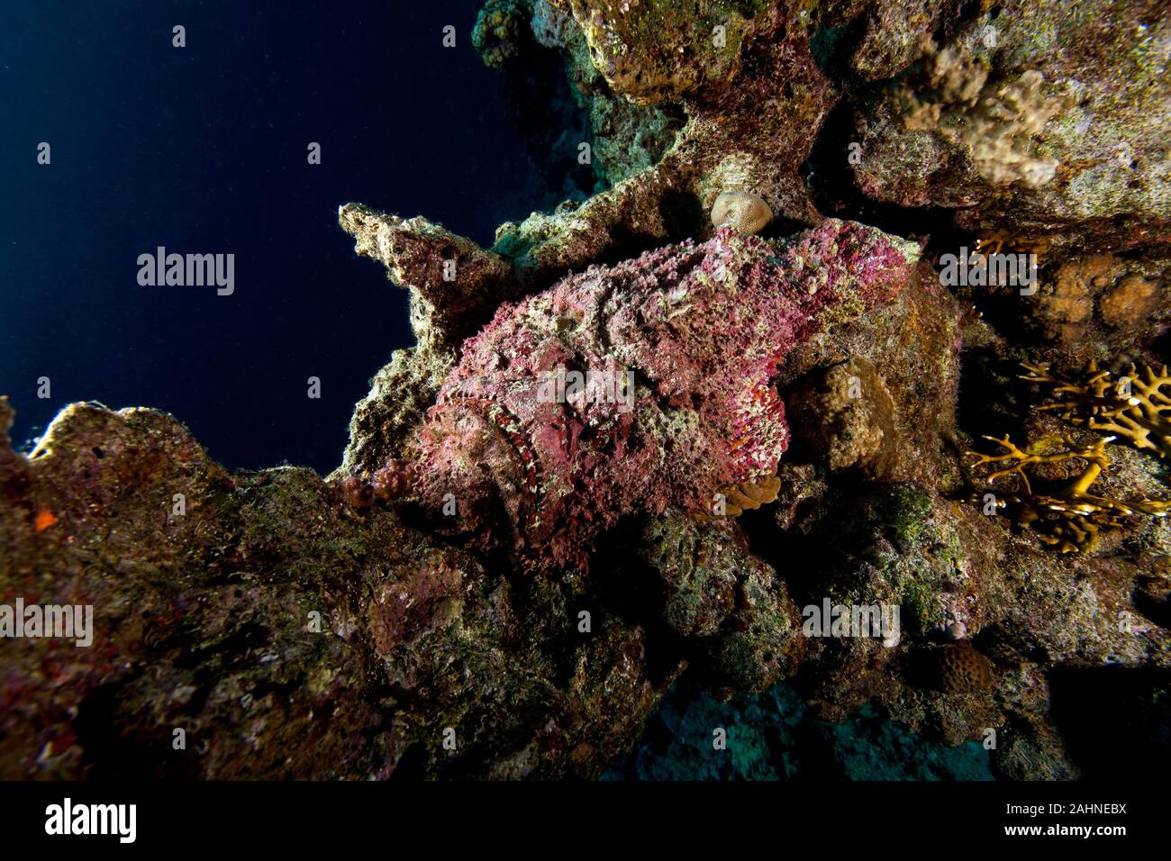 Stonefish swimming hi-res stock photography and images - Alamy