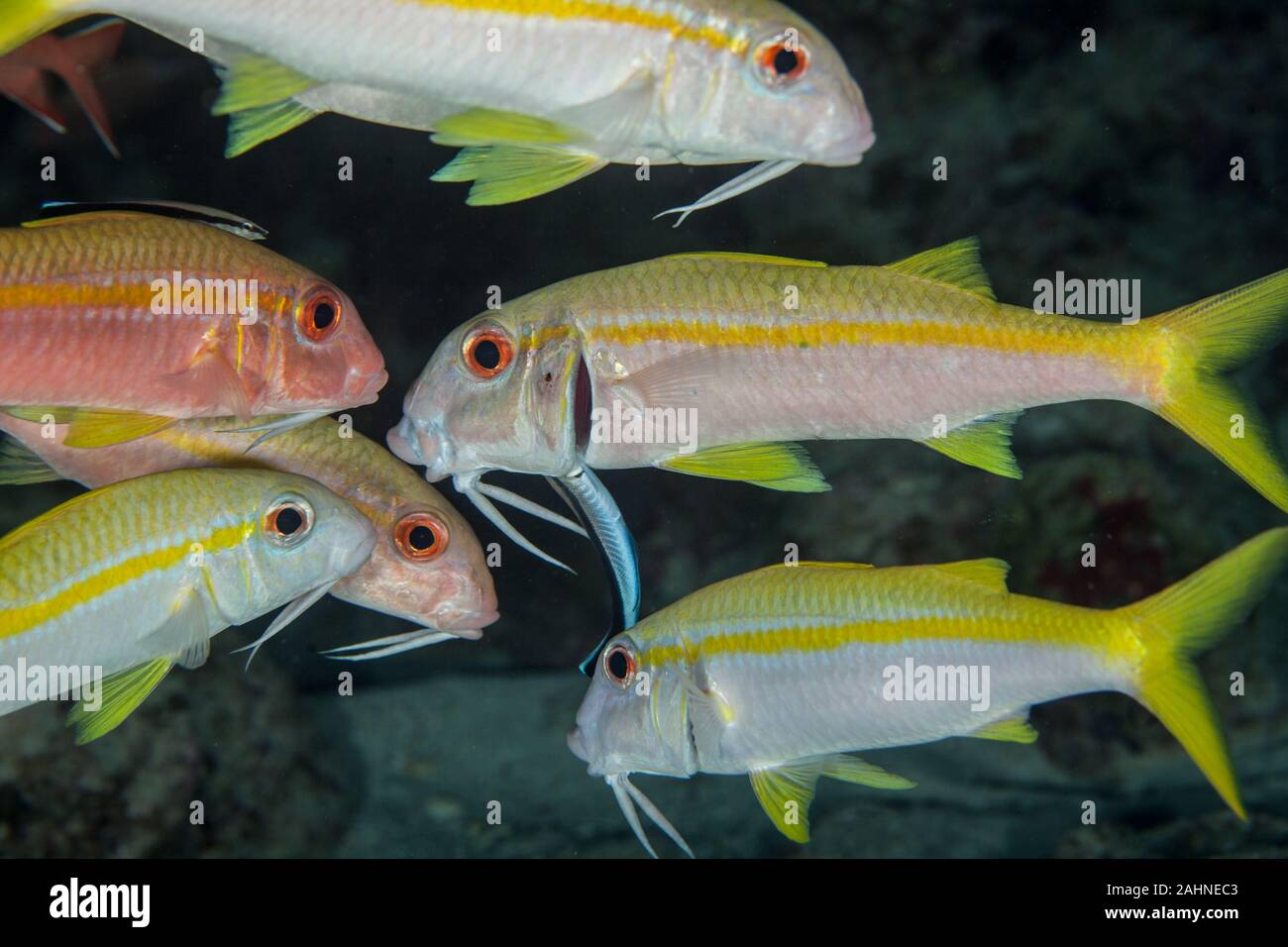 The yellowfin goatfish, Mulloidichthys vanicolensis Stock Photo - Alamy