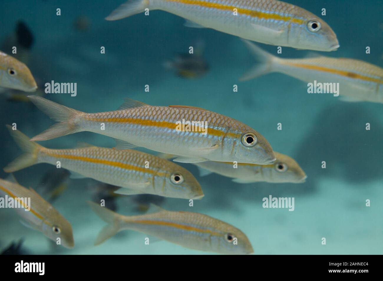The yellowfin goatfish, Mulloidichthys vanicolensis Stock Photo - Alamy