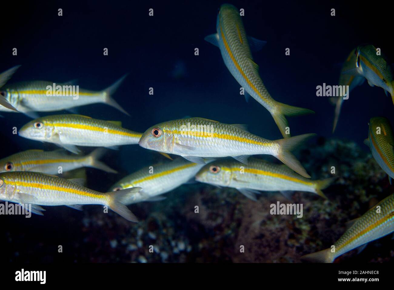The yellowfin goatfish, Mulloidichthys vanicolensis Stock Photo - Alamy
