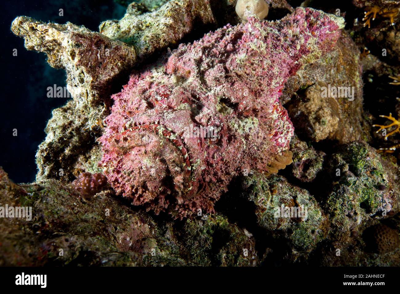 Stonefish mouth hi-res stock photography and images - Alamy