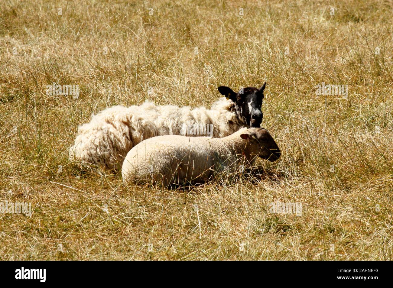 Sheep with kid Stock Photo - Alamy
