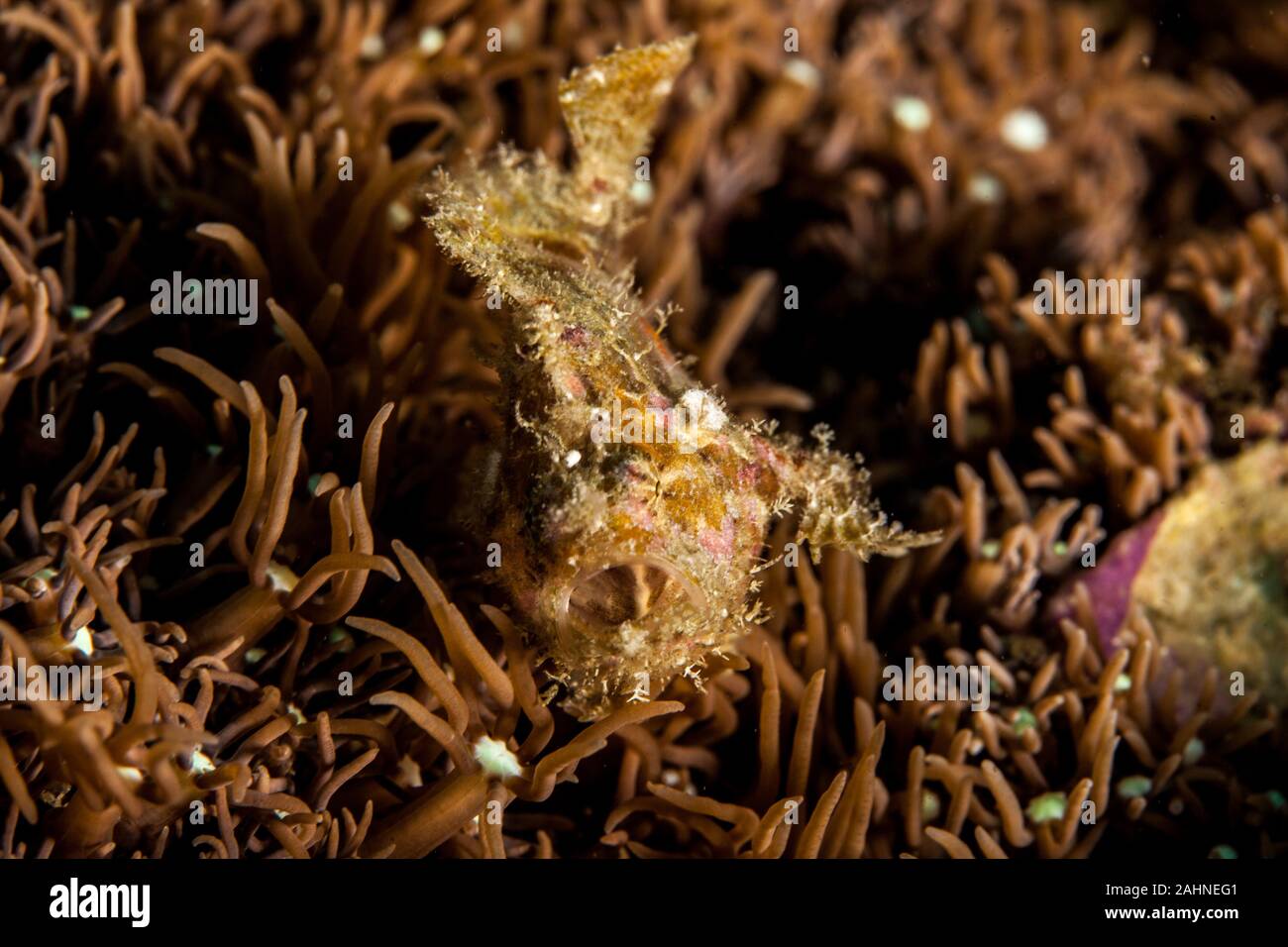 Spotfin frogfish - Antennatus nummifer Stock Photo - Alamy