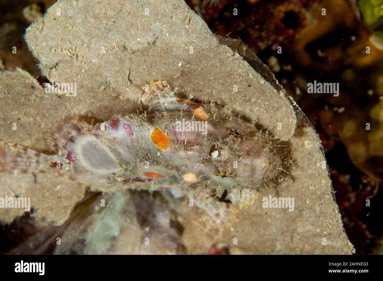 Spotfin anglerfish hi-res stock photography and images - Alamy