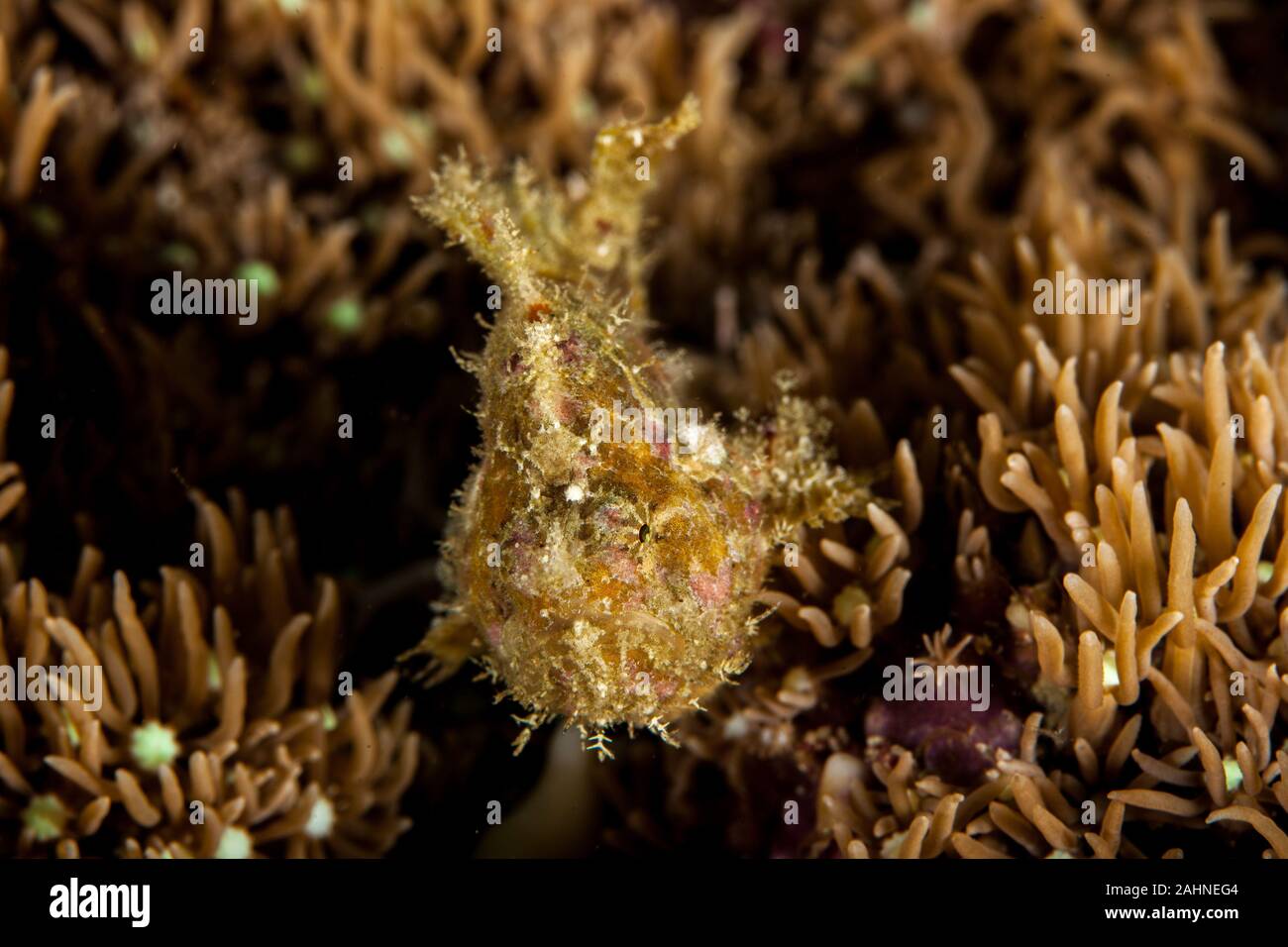 Spotfin anglerfish hi-res stock photography and images - Alamy