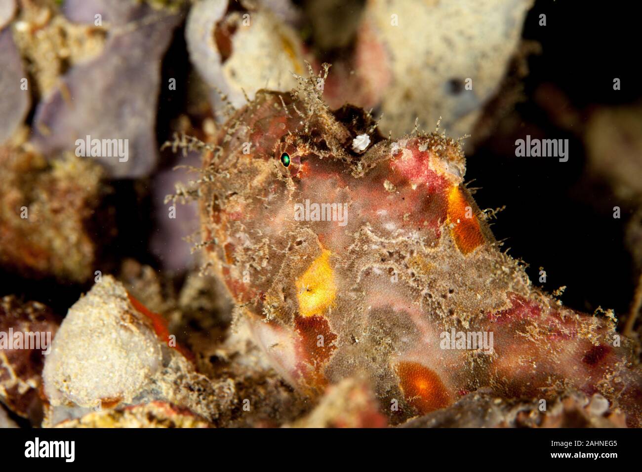 Spotfin anglerfish hi-res stock photography and images - Alamy
