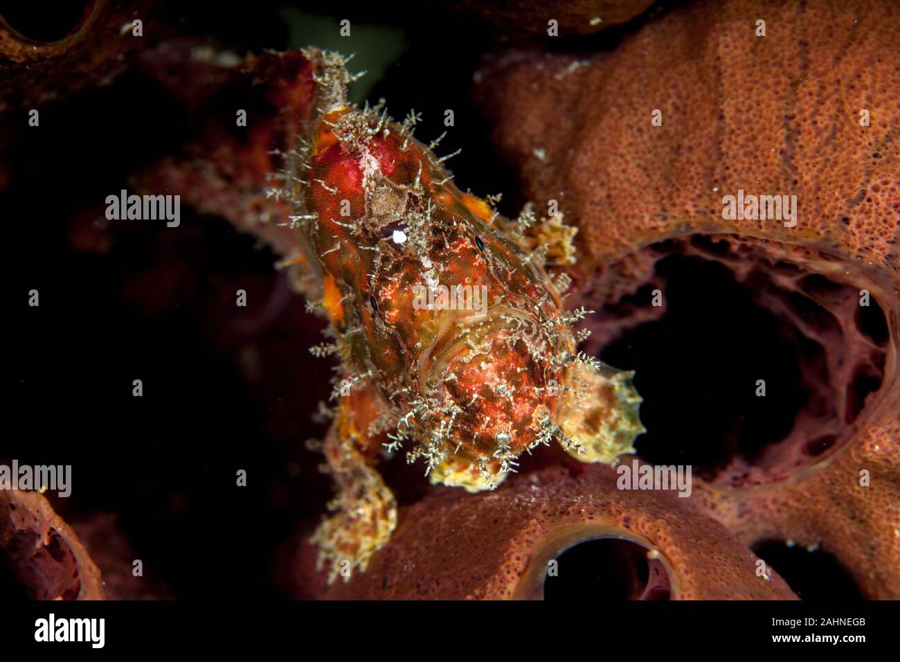 Spotfin frogfish - Antennatus nummifer Stock Photo - Alamy