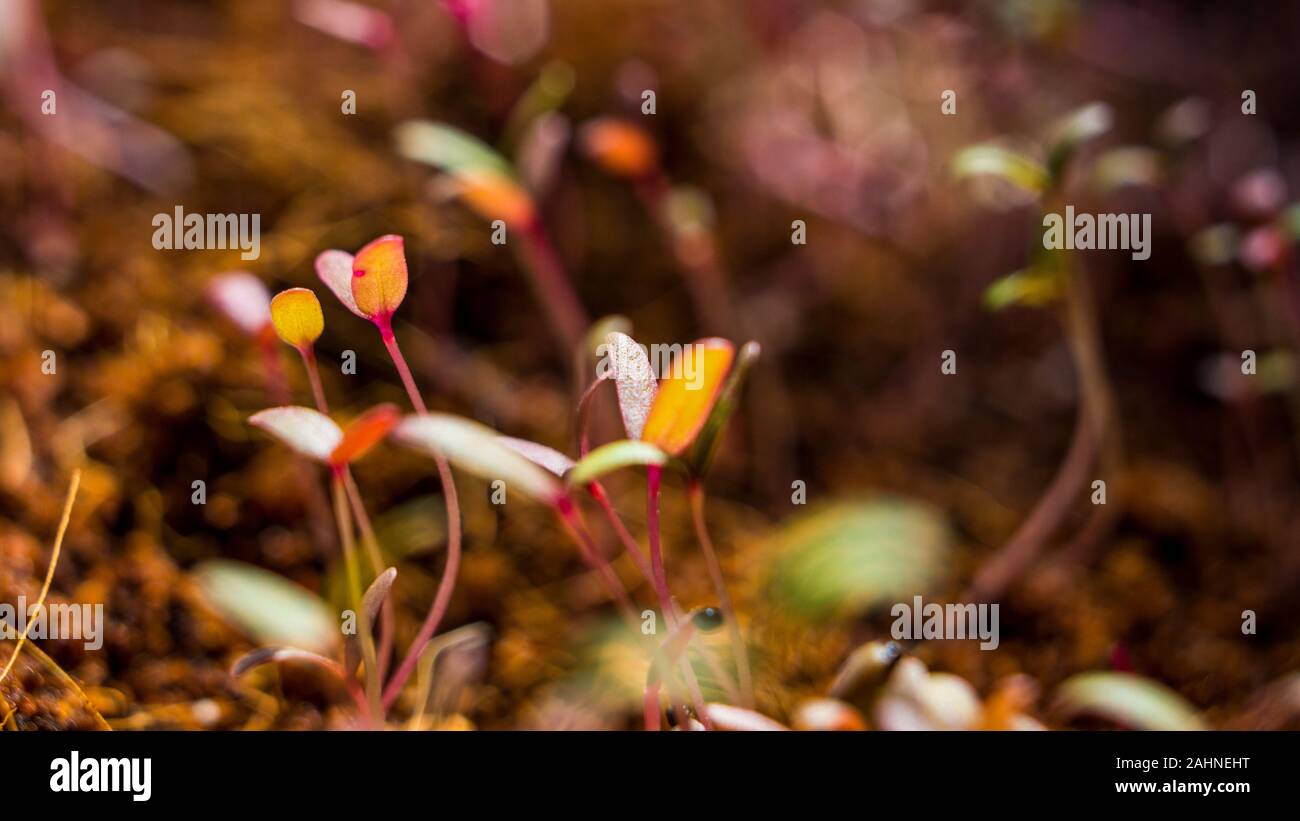 Wildflowers in spring forest sprouts hi-res stock photography and ...