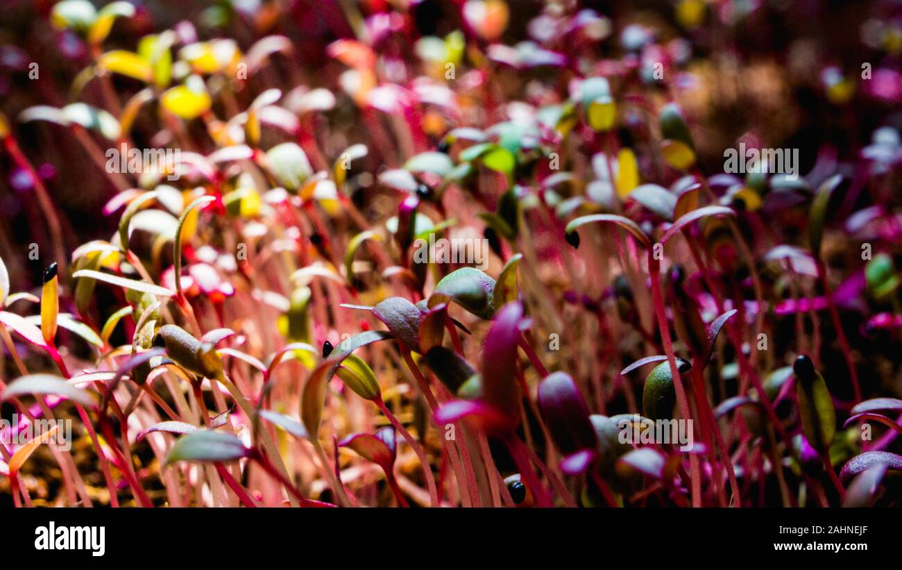 sprouts flower in the sun Stock Photo - Alamy