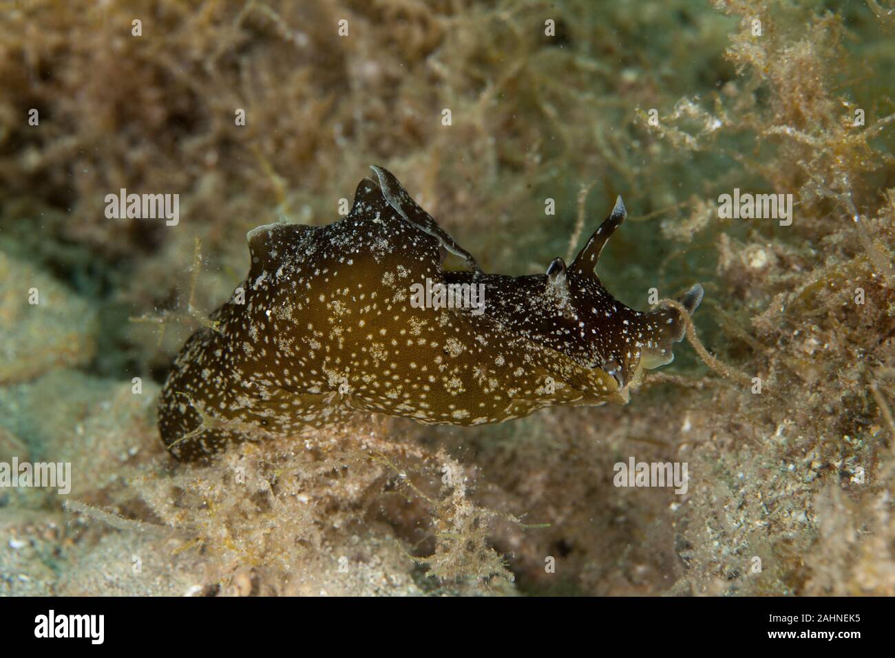 California Sea Hare High Resolution Stock Photography and Images - Alamy