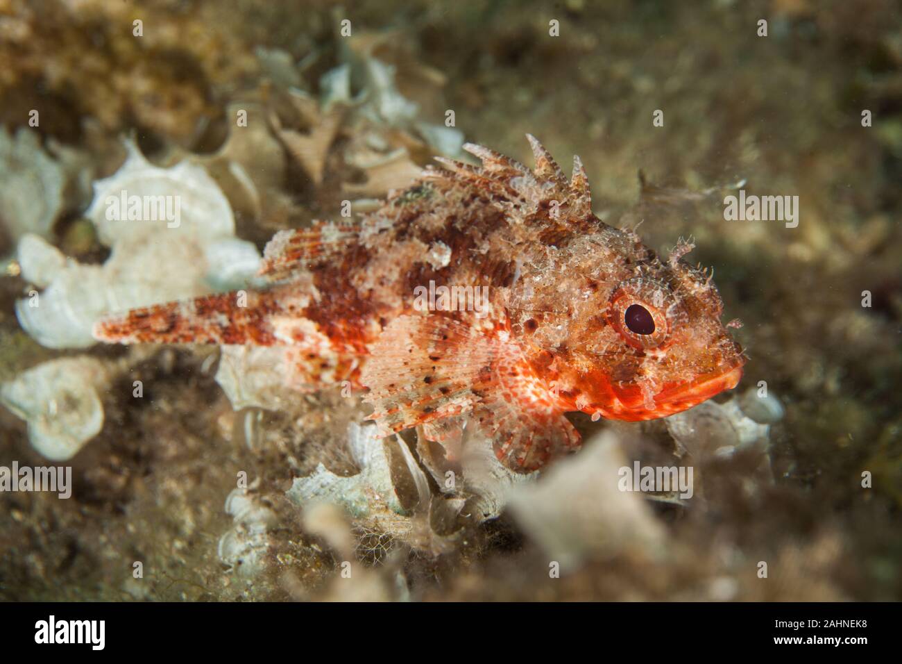 Scorpaena notata, porcus Scorpionfish Stock Photo - Alamy