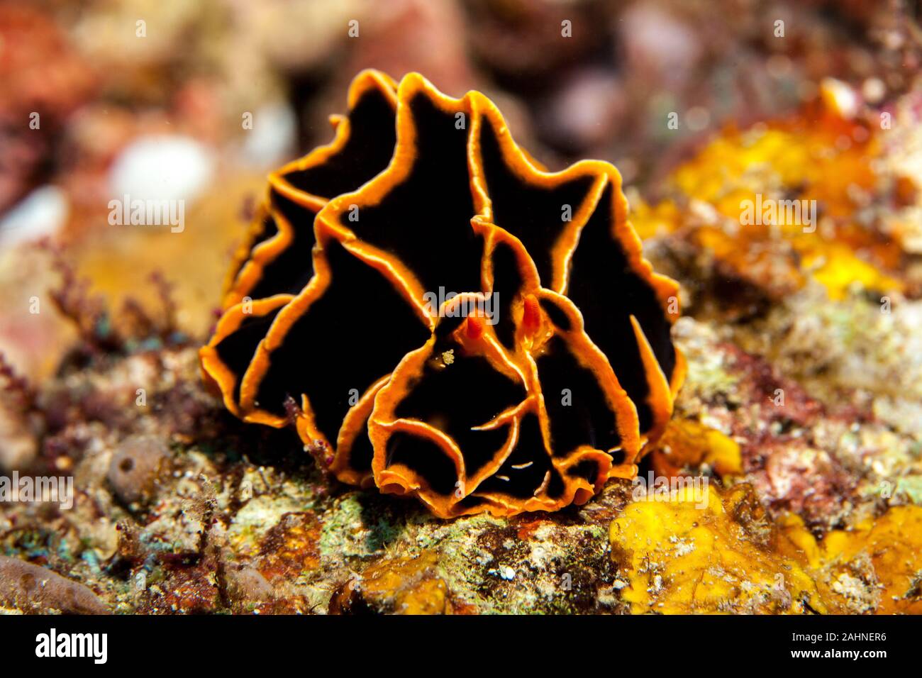 Halgerda reticulidia hi-res stock photography and images - Alamy