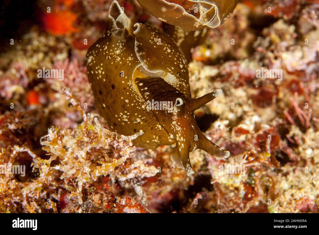 California sea hare hi-res stock photography and images - Alamy