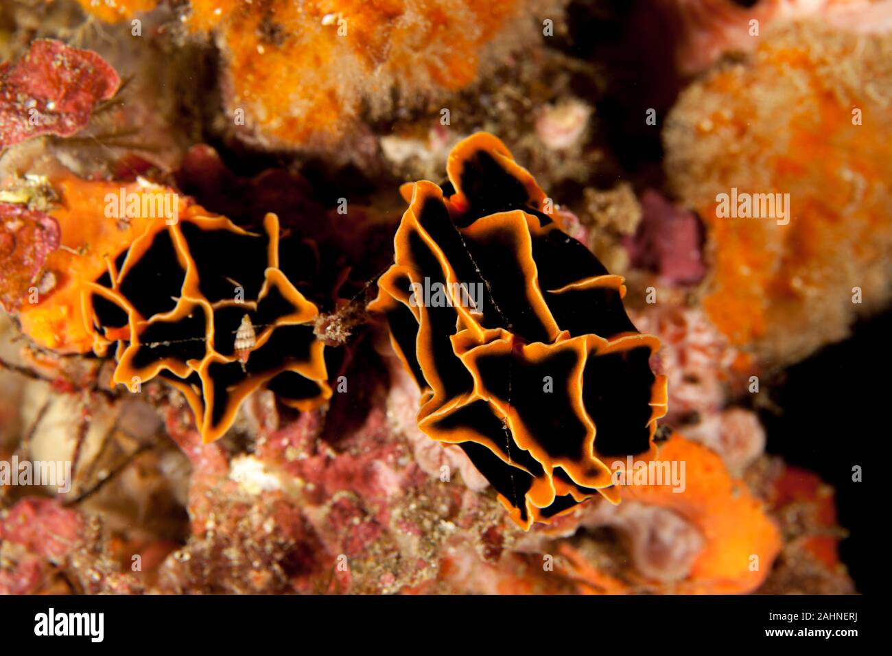 Two Reticulidia halgerda Stock Photo - Alamy