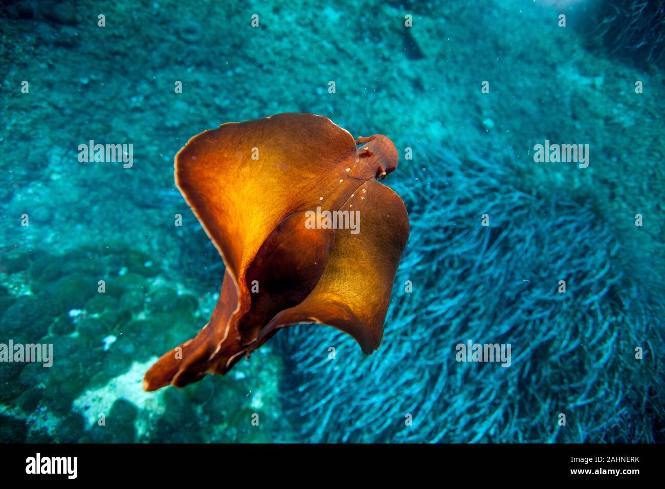 California sea hare hi-res stock photography and images - Alamy