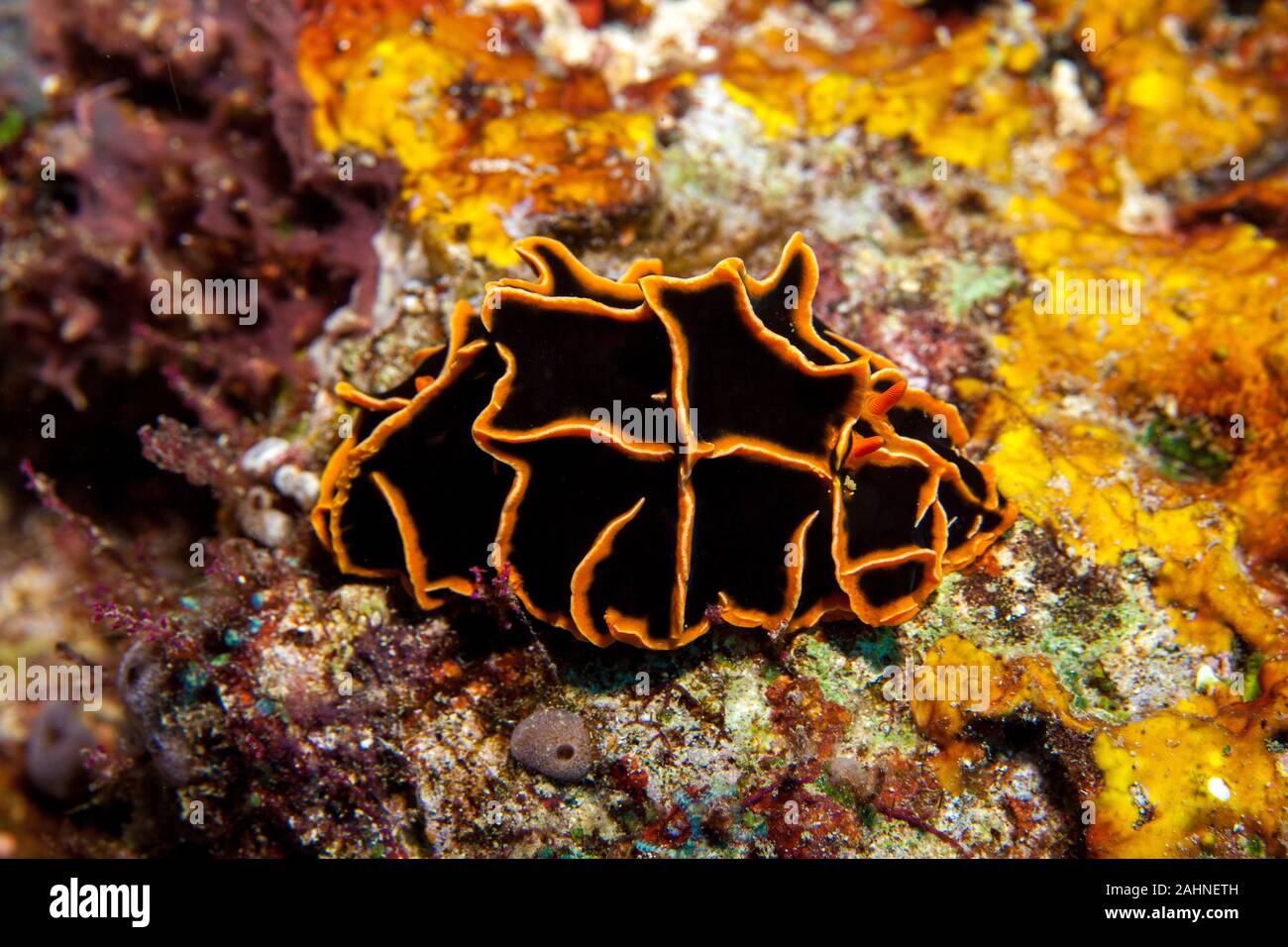 Halgerda reticulidia hi-res stock photography and images - Alamy