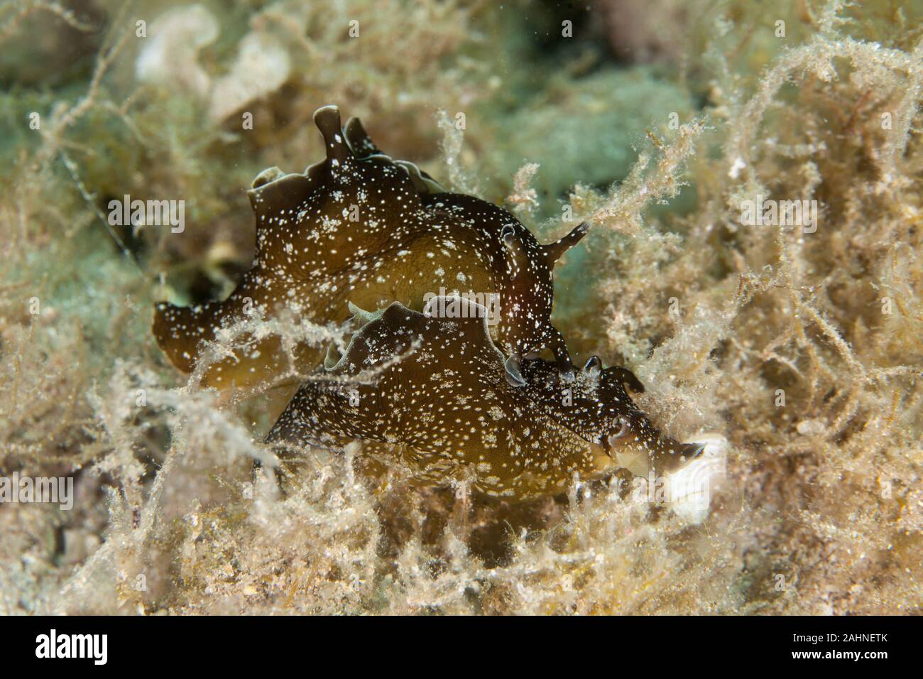 California Sea Hare High Resolution Stock Photography and Images - Alamy