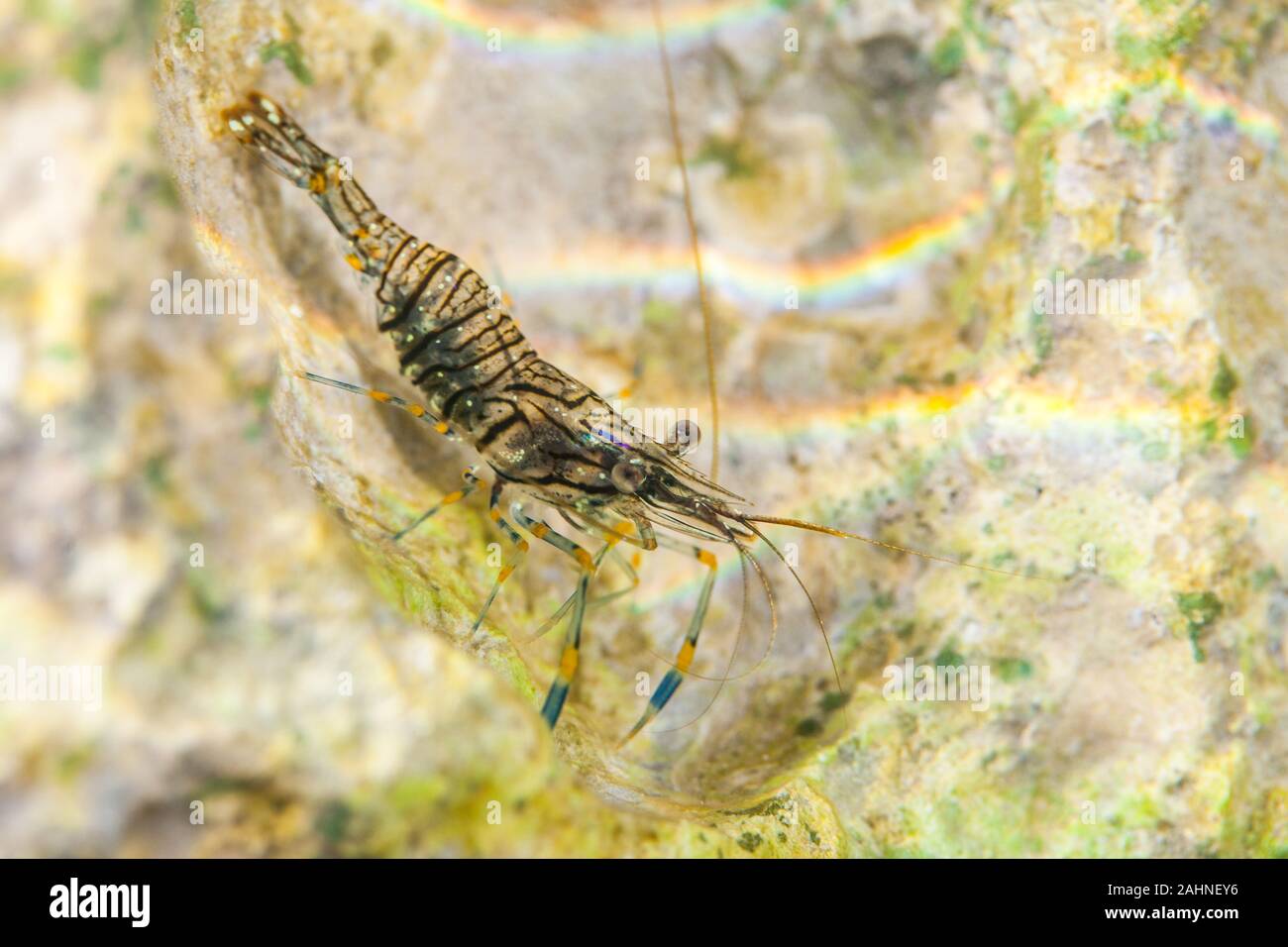 Shrimp common prawn palaemon serratus hi-res stock photography and ...