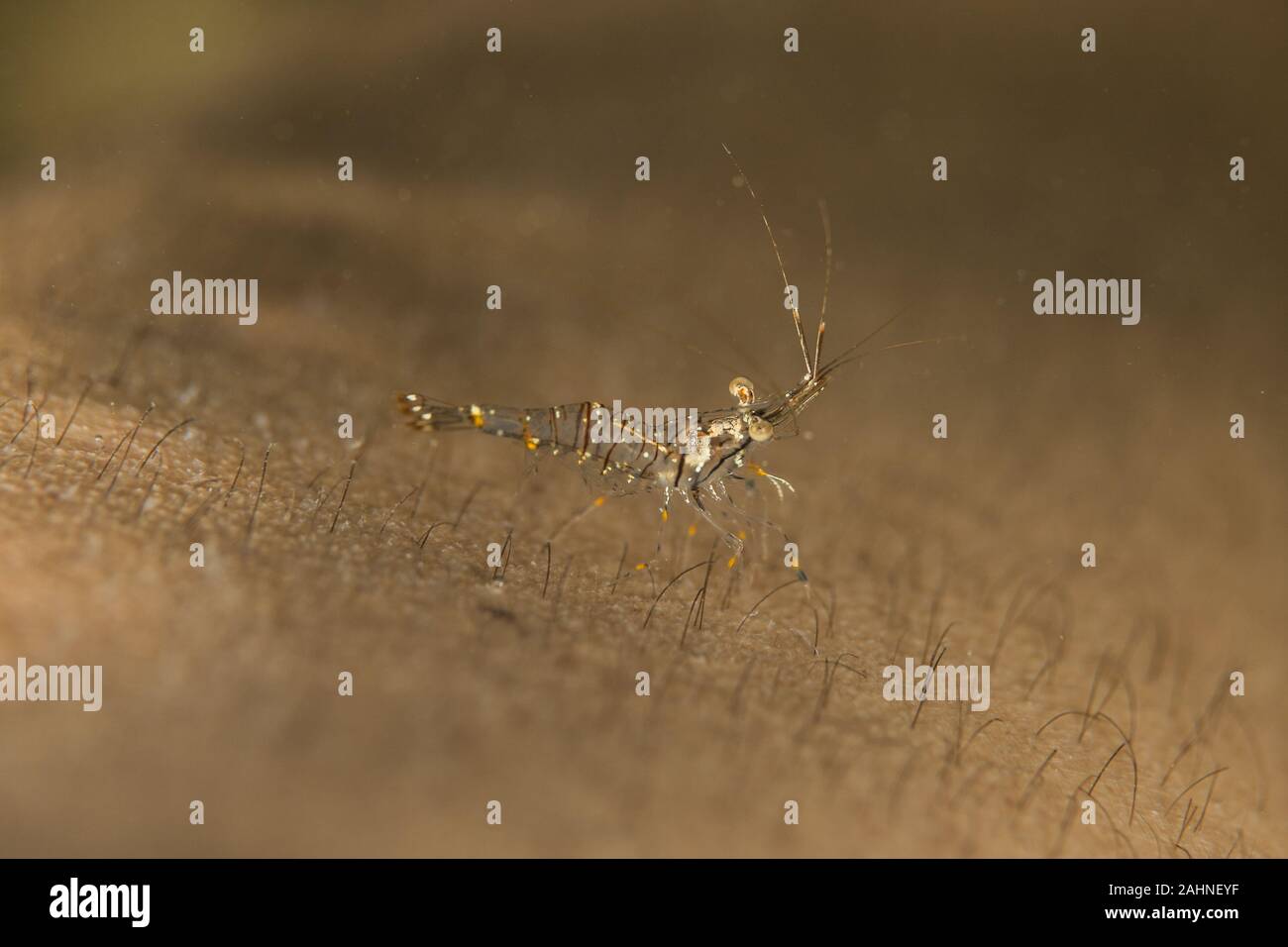 Rock Shrimp, Palaemon elegans,on Human Skin, Croatia Stock Photo - Alamy