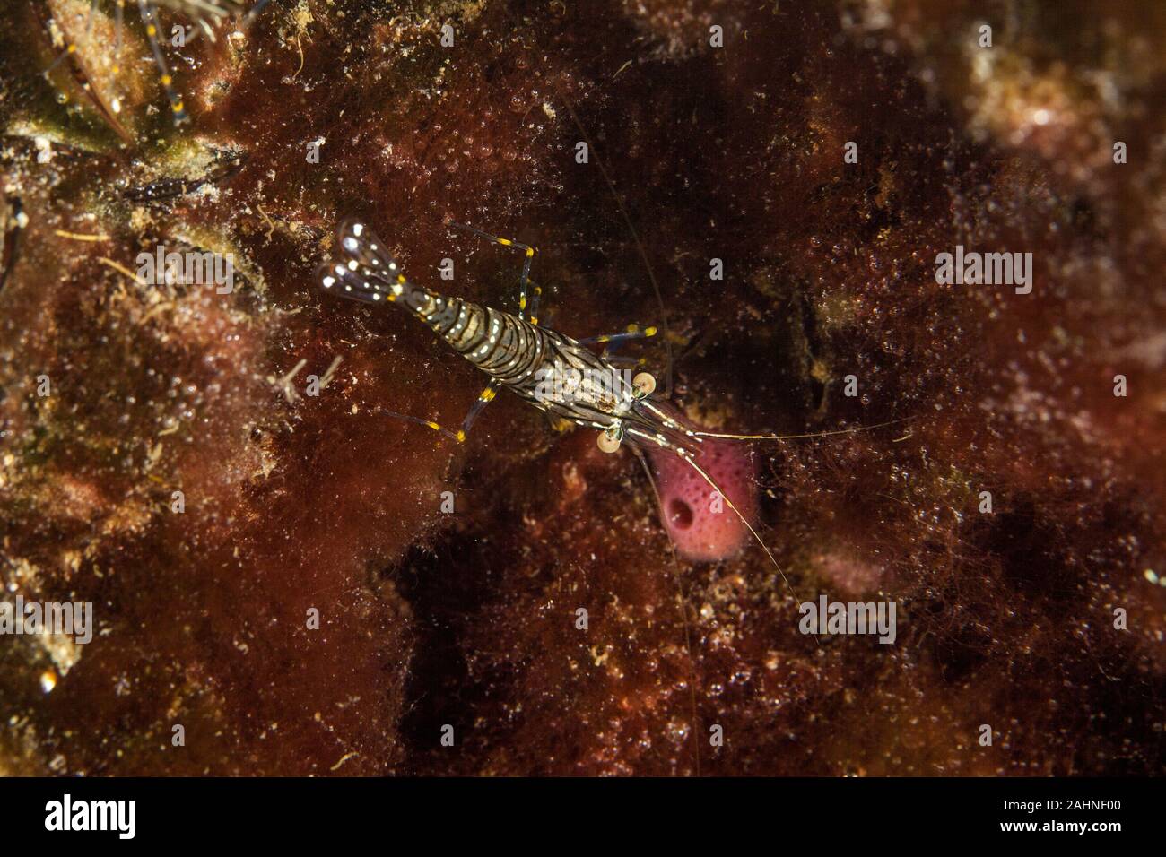 Shrimp common prawn palaemon serratus hi-res stock photography and ...