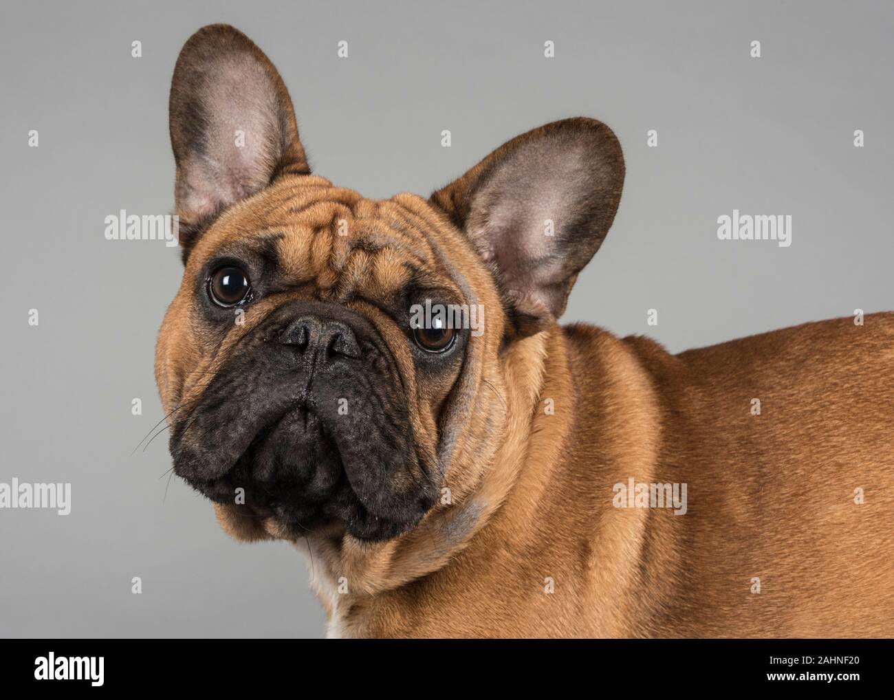 Bulldog looking straight at camera hi-res stock photography and images ...