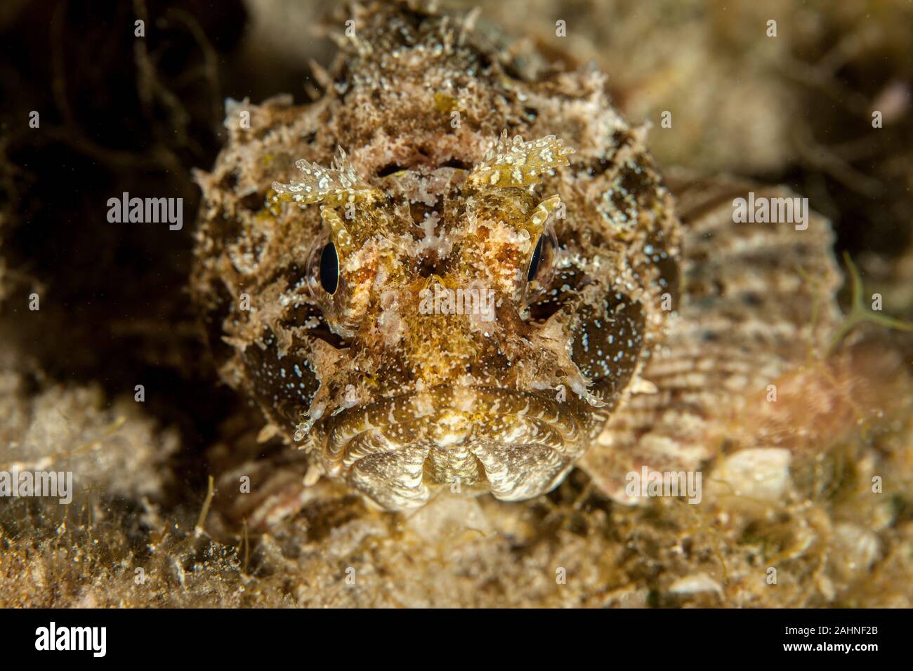 Scorpaenidae (also known as scorpionfish) are a family of mostly marine ...