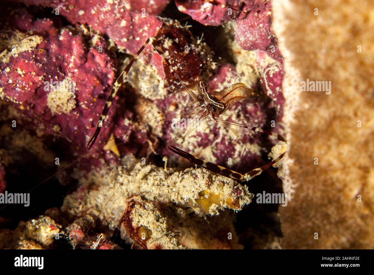 Long arm shrimp Stock Photo - Alamy