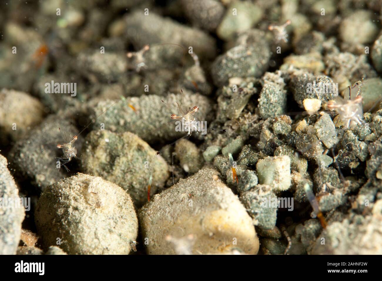 Long arm shrimp Stock Photo - Alamy