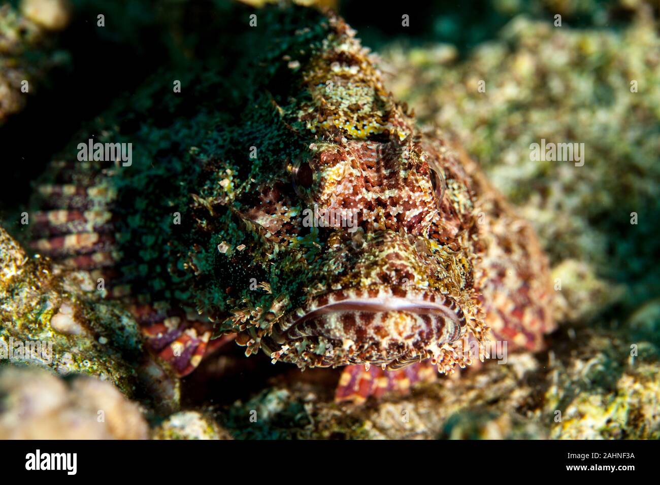 Scorpaenidae (also known as scorpionfish) are a family of mostly marine ...