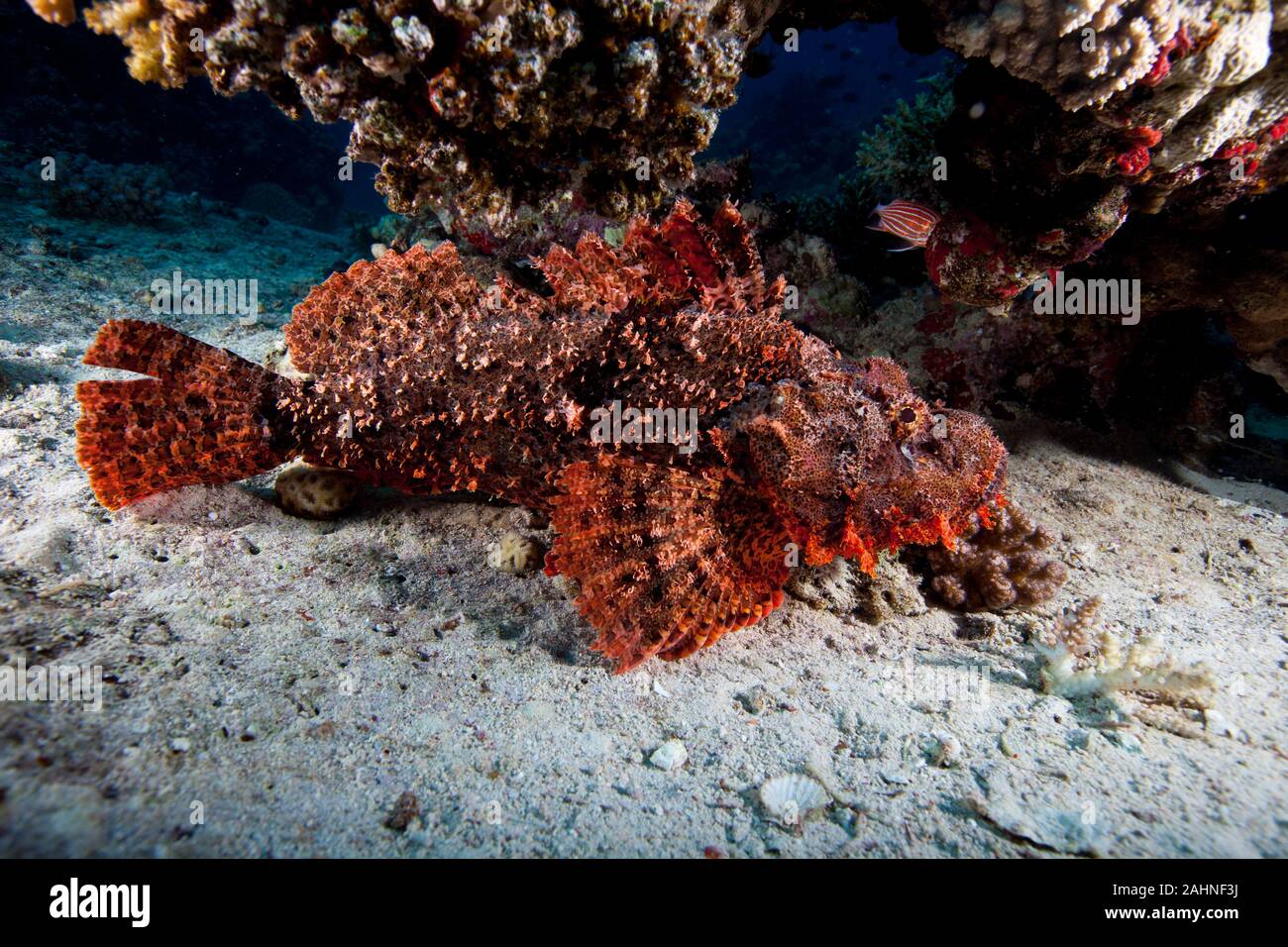 Scorpaenidae (also known as scorpionfish) are a family of mostly marine ...