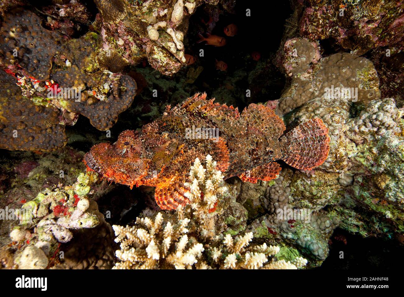 Scorpaenidae (also known as scorpionfish) are a family of mostly marine ...