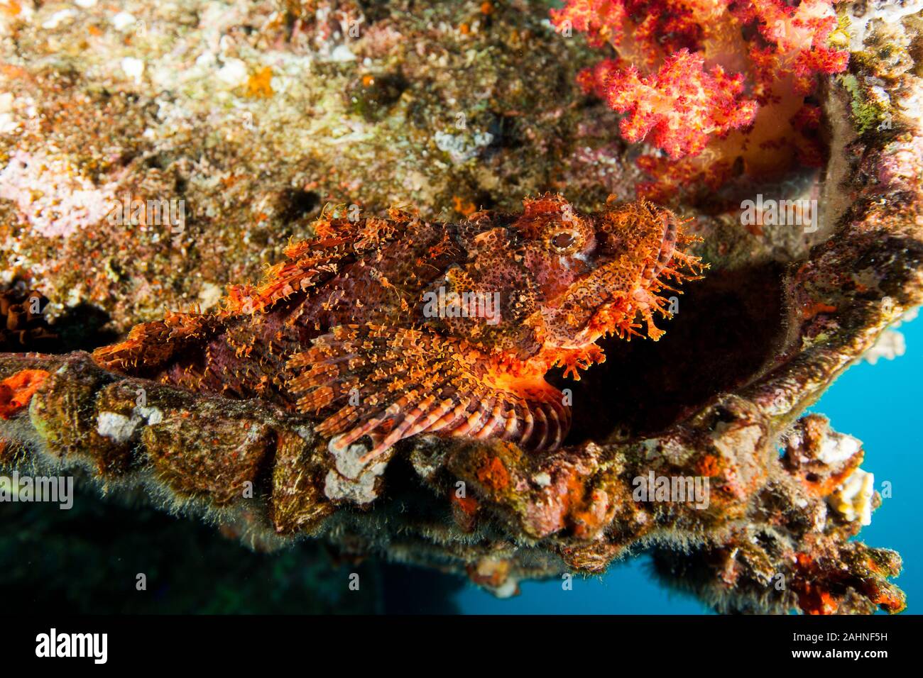 Scorpaenidae (also known as scorpionfish) are a family of mostly marine ...