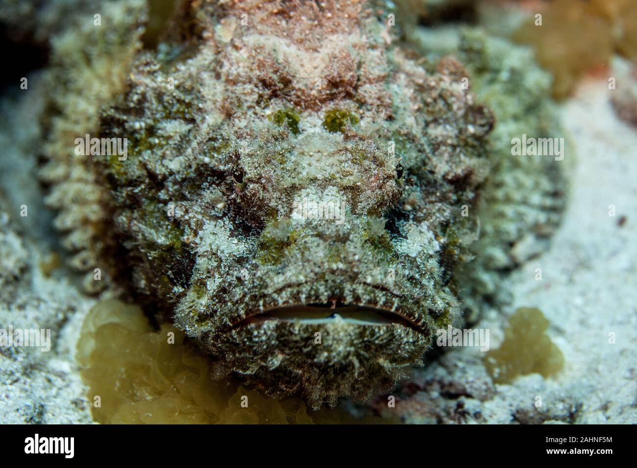 Scorpaenidae (also known as scorpionfish) are a family of mostly marine ...