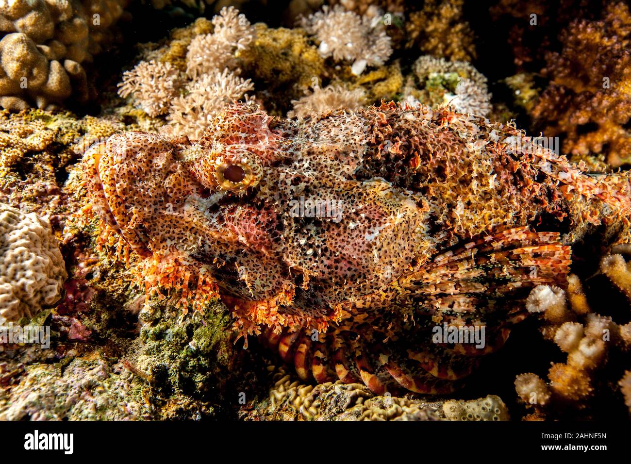 Scorpaenidae (also known as scorpionfish) are a family of mostly marine ...