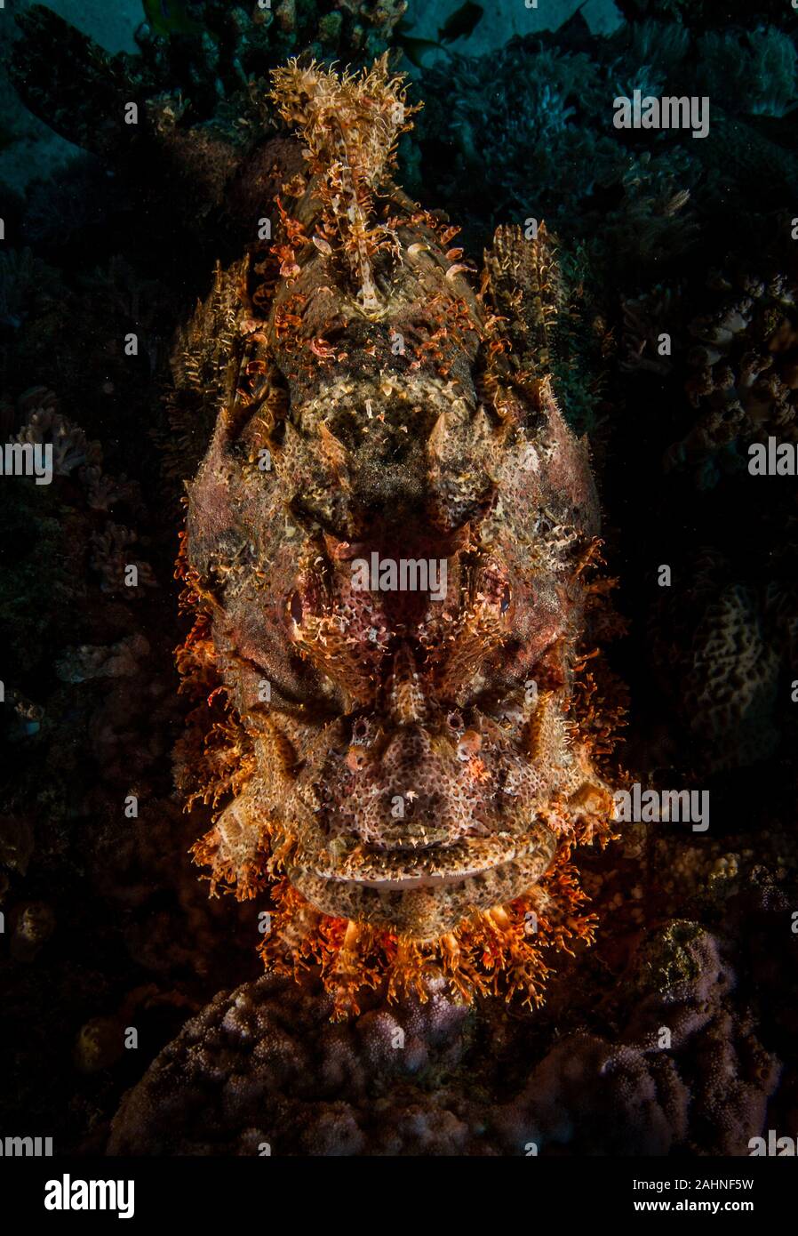 Scorpaenidae (also known as scorpionfish) are a family of mostly marine ...