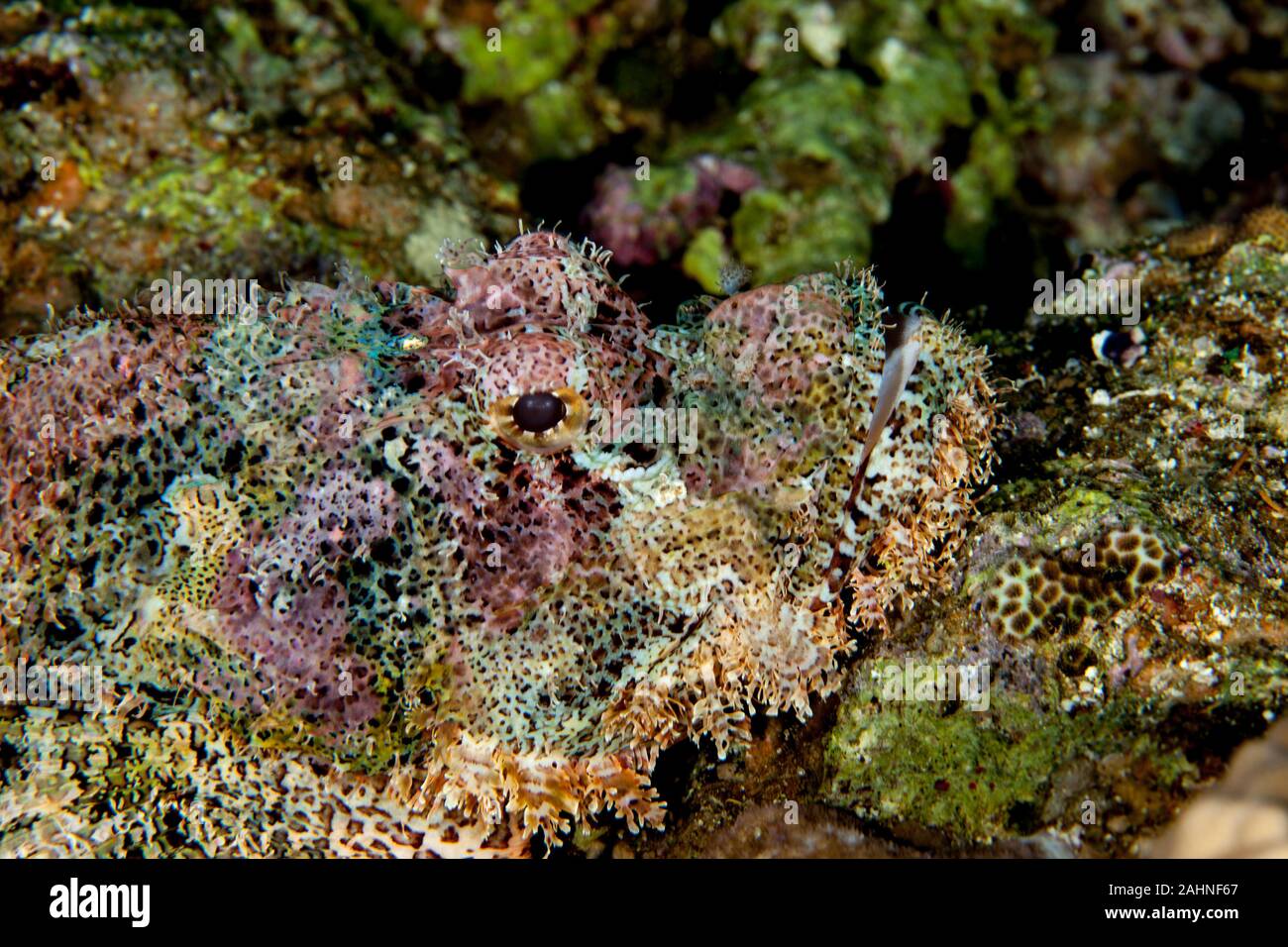 Scorpaenidae (also known as scorpionfish) are a family of mostly marine ...