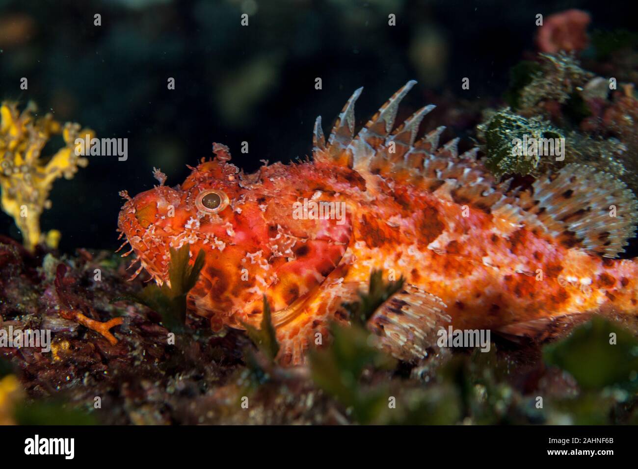 Scorpaenidae (also known as scorpionfish) are a family of mostly marine fish that includes many ...