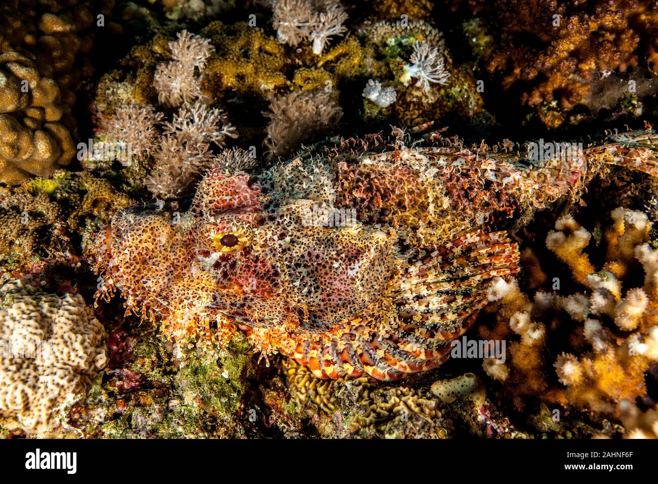 Scorpaenidae (also known as scorpionfish) are a family of mostly marine ...