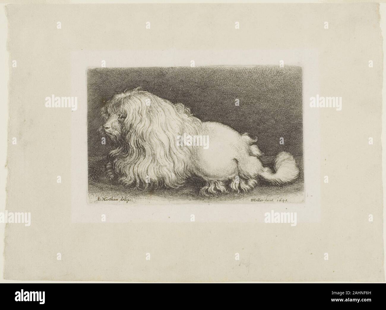 Bolognese dog hi-res stock photography and images - Alamy