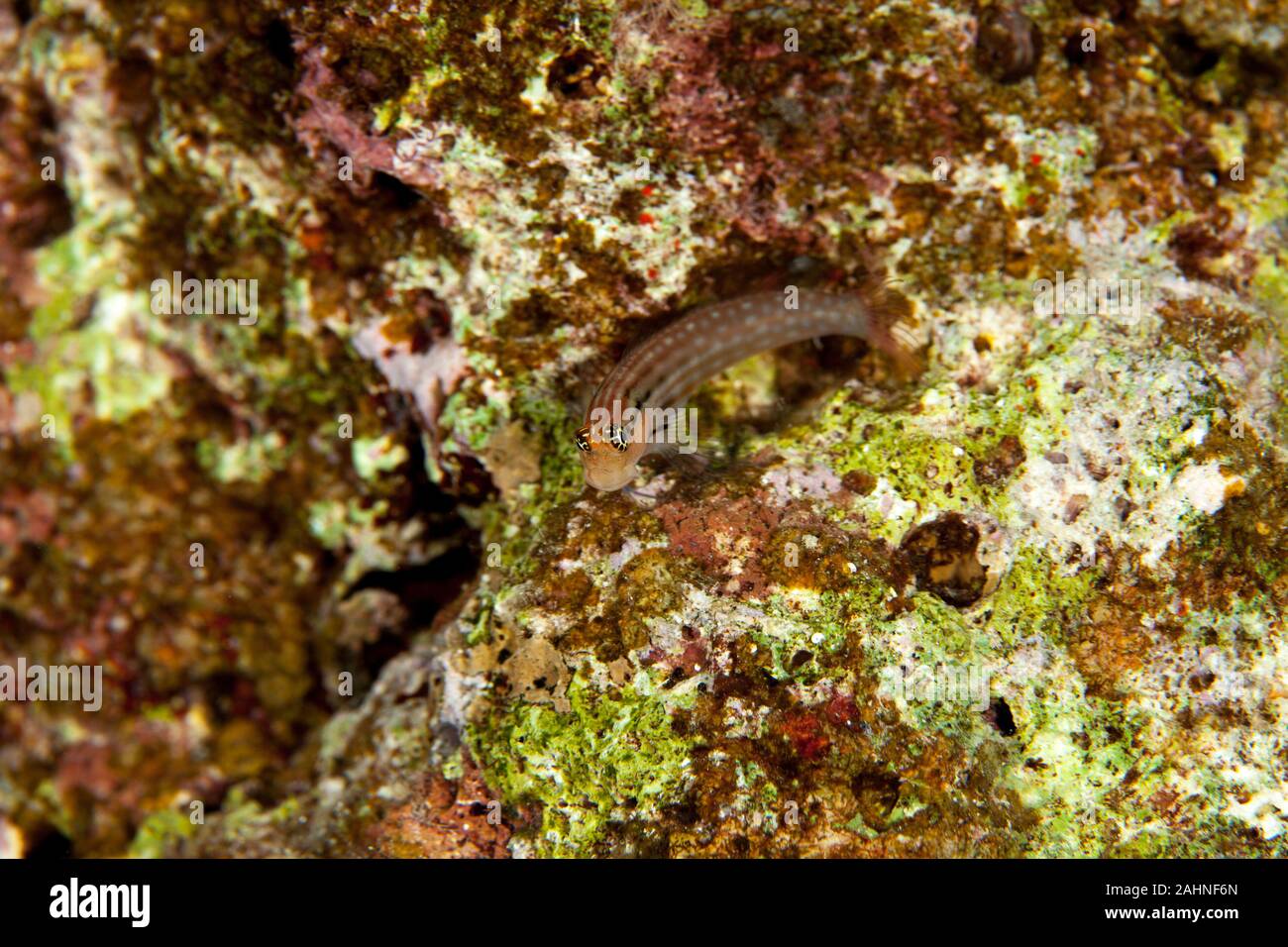 Combtooth blenny, perciform marine fish of the family Blenniidae ...
